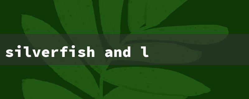 silverfish and led lights（Silverfish LED Lights） | LED light website